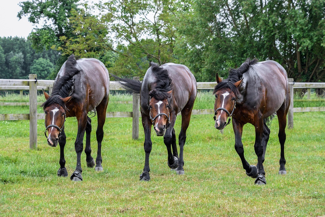 Horse Call Assembly - Free photo on Pixabay - Pixabay
