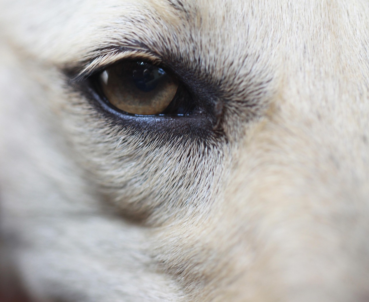 Chien Animal La Nature - Photo gratuite sur Pixabay - Pixabay