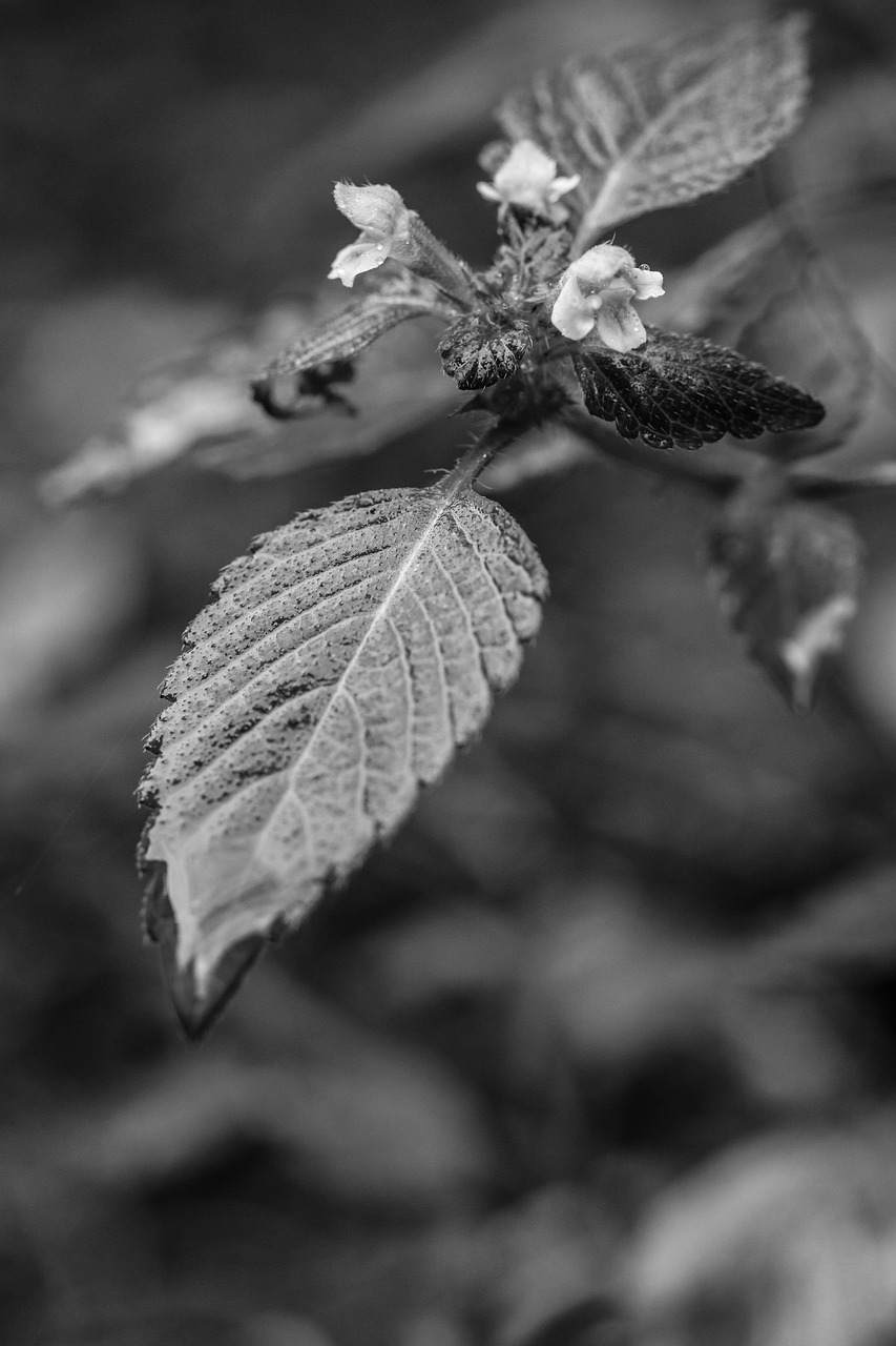 Tanaman Tetes Hujan Bunga Musim - Foto gratis di Pixabay - Pixabay