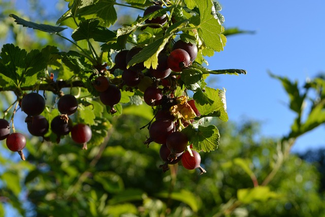 Grosellas Cerrar Fruta - Foto gratis en Pixabay