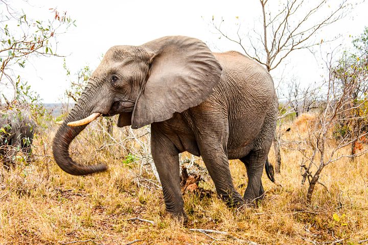 100+ kostenlose Mammut und Elefant-Bilder - Pixabay