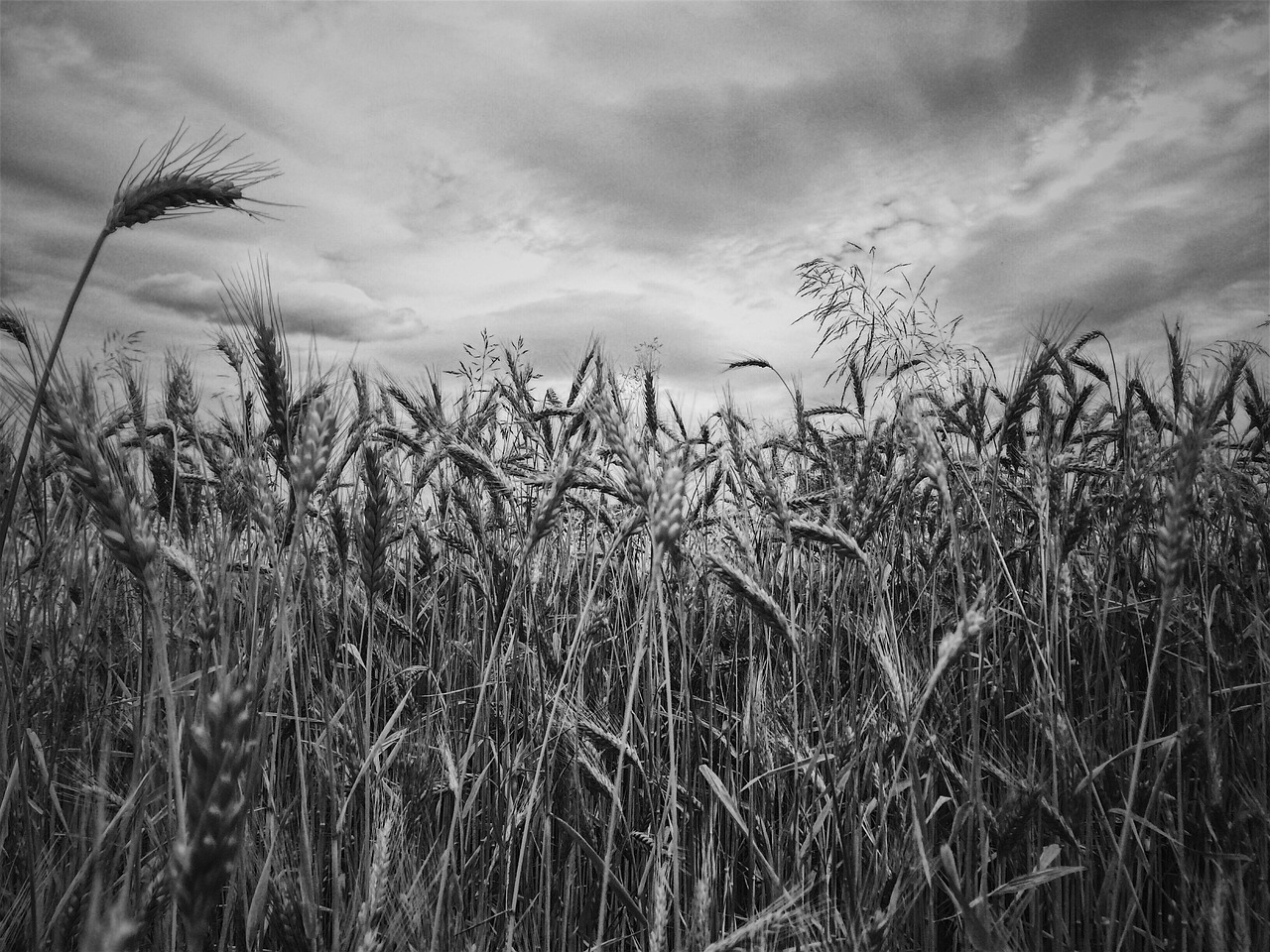 Black And White Nature - Free photo on Pixabay - Pixabay