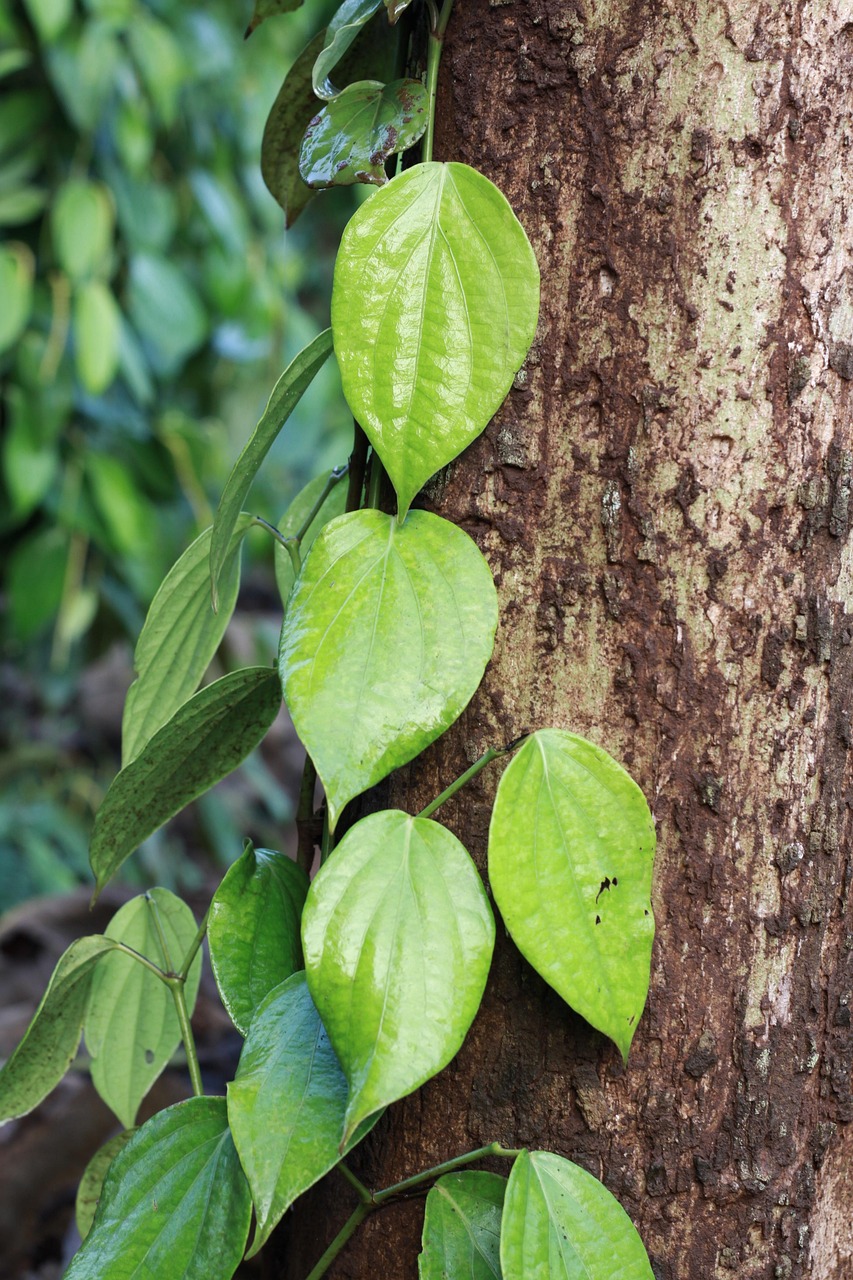 Hoja Vegetariano Pimienta - Foto gratis en Pixabay - Pixabay