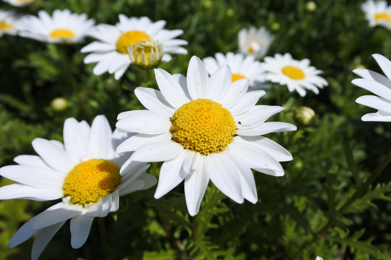 Suncheon Bay Flower The Close-Up - Free photo on Pixabay - Pixabay