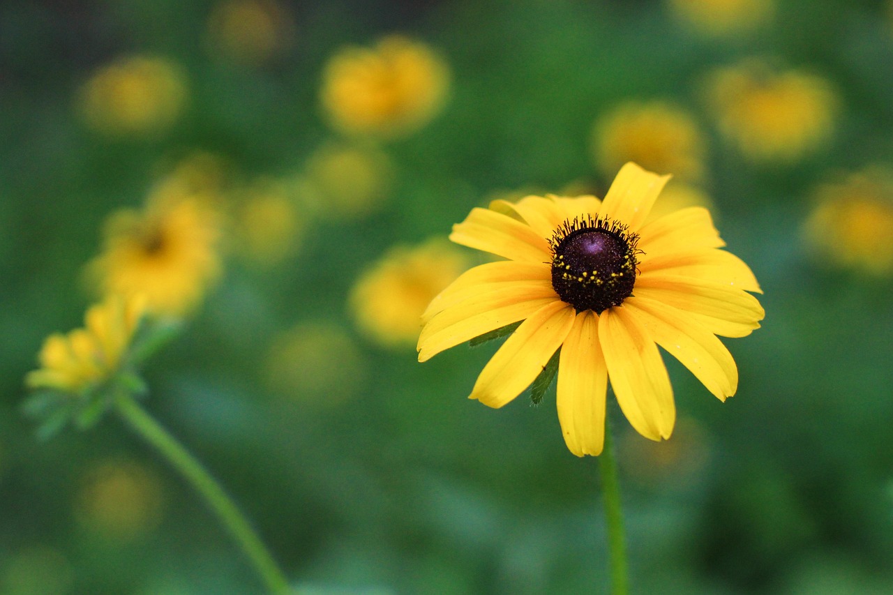200+ Free Black Eyed Susan & Black-Eyed Susan Images - Pixabay