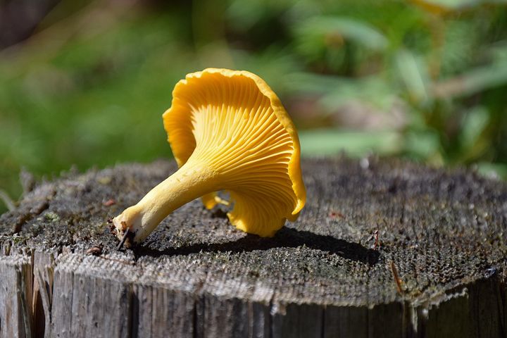 100+ kostenlose Pfifferling und Pilze-Bilder - Pixabay