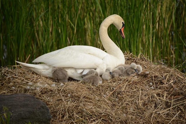 Cisne Pato Pássaro Animais - Foto gratuita no Pixabay - Pixabay