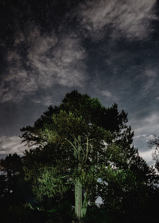 Baum Groß Blätter - Kostenloses Foto auf Pixabay