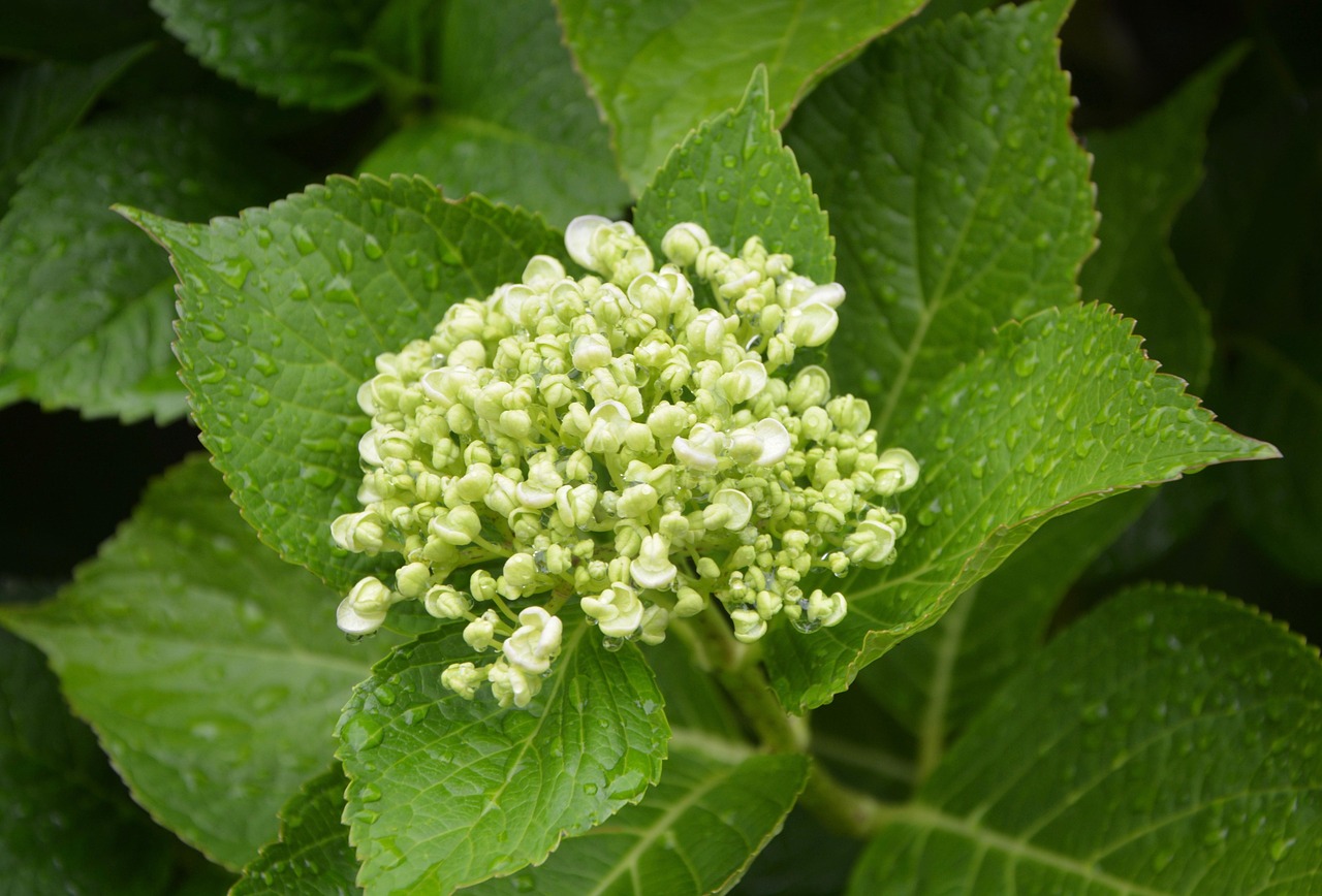 Hydrangea Tombol Putih - Foto gratis di Pixabay - Pixabay