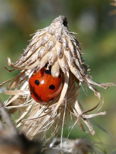 Mariquita Insecto Naturaleza - Foto gratis en Pixabay - Pixabay
