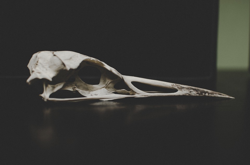 Bone Dead - Free photo on Pixabay - Pixabay