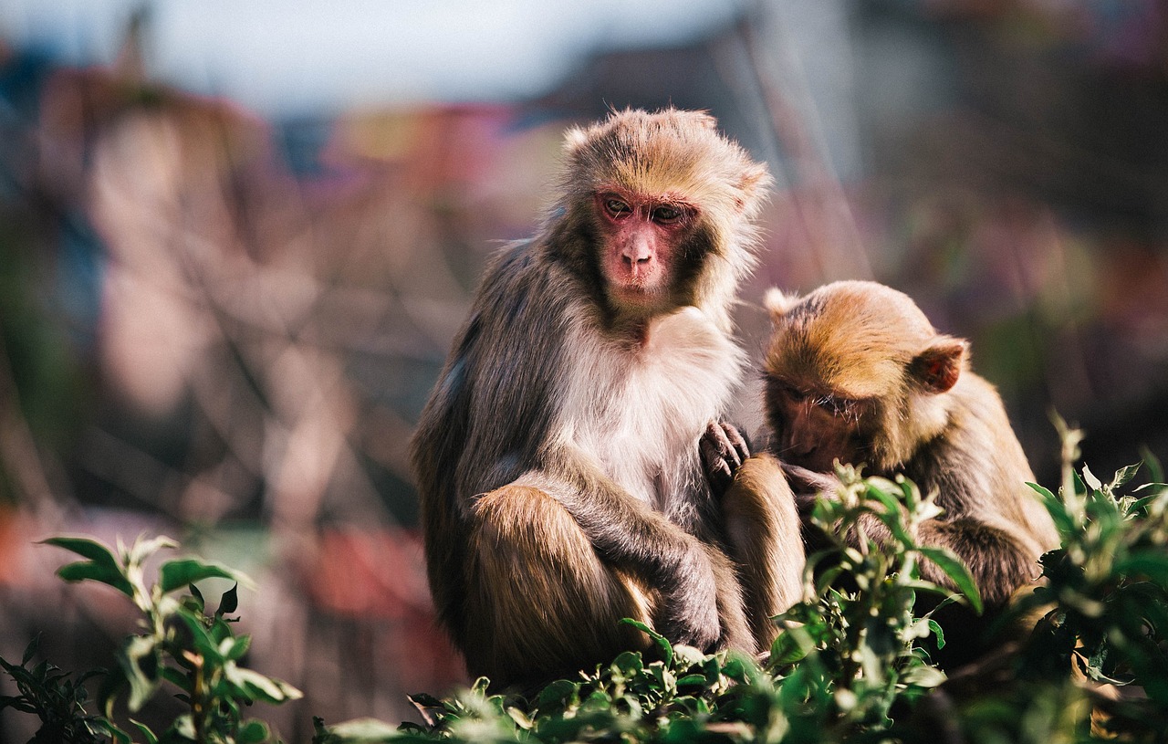Animal Monkey Siblings - Free photo on Pixabay