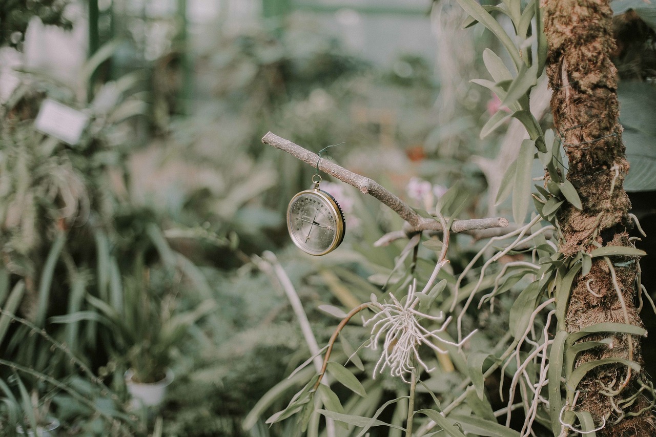 30,000+ Free Compass Plant & Compass Images - Pixabay