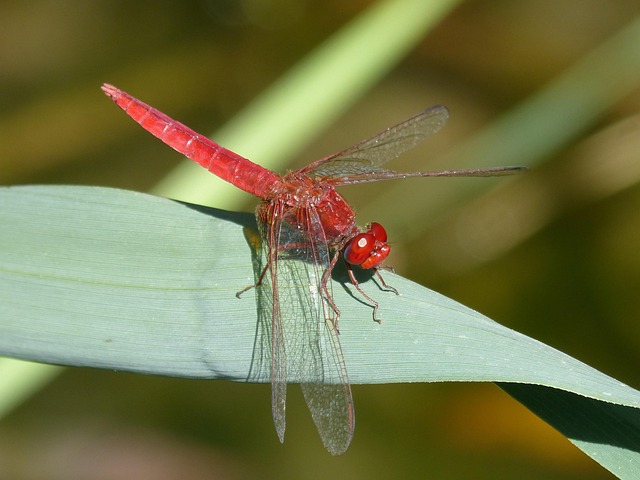 Libélula Roja Hoja Humedal Insecto - Foto gratis en Pixabay - Pixabay