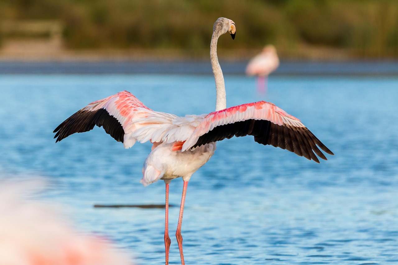 900+ Free Pink Flamingo & Flamingo Images - Pixabay