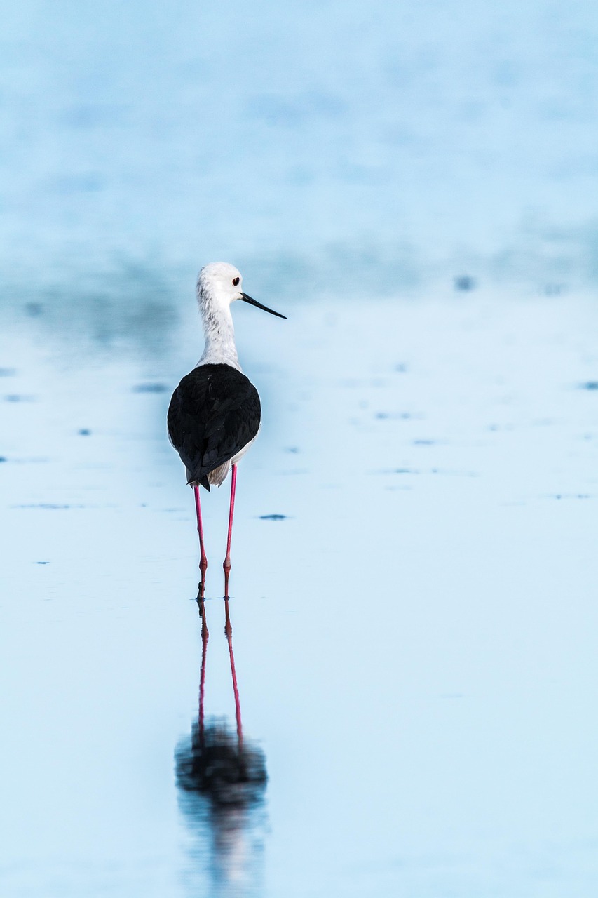 Stilt Bird Reflection - Free photo on Pixabay - Pixabay