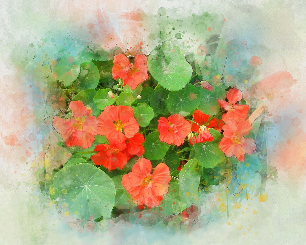 Plus de 400 images de Capucine et de Nature - Pixabay
