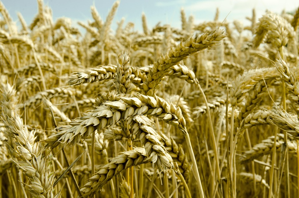 Champ De Blé Prêt Pour La Récolte - Photo gratuite sur Pixabay - Pixabay