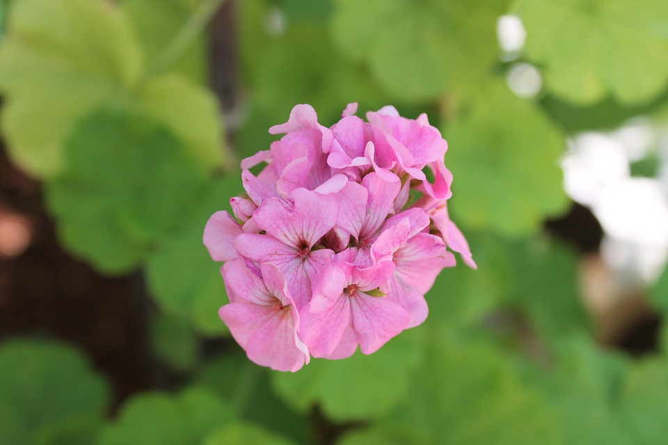 Pinke Blume Natur - Kostenloses Foto auf Pixabay - Pixabay