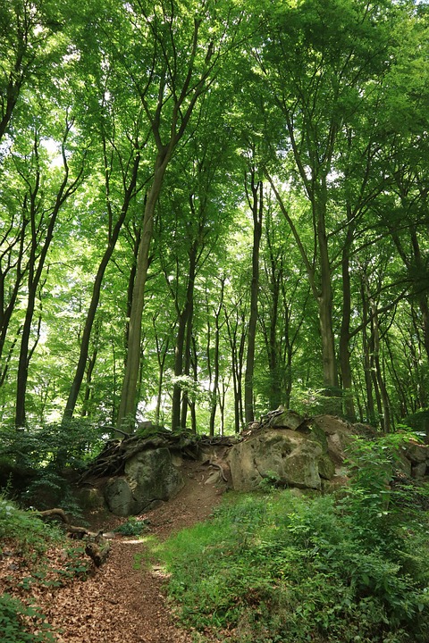 Forest Trees Nature - Free photo on Pixabay