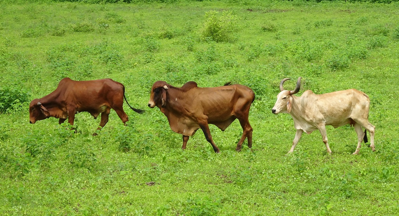 Cattle Gir Breed - Free photo on Pixabay