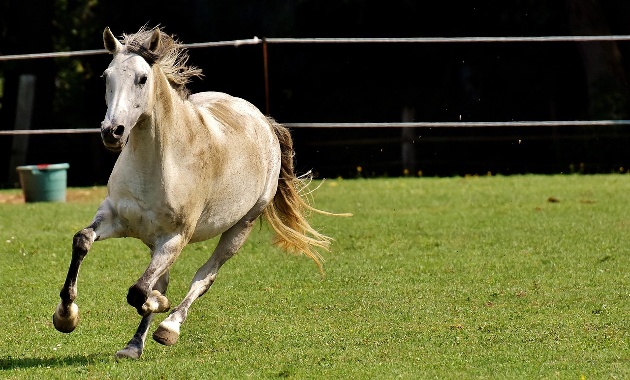 3,000+ Free Pony & Horse Images - Pixabay