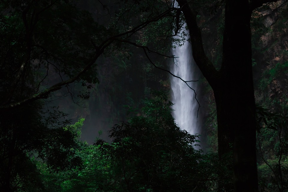 Dark Trees Plant - Free photo on Pixabay