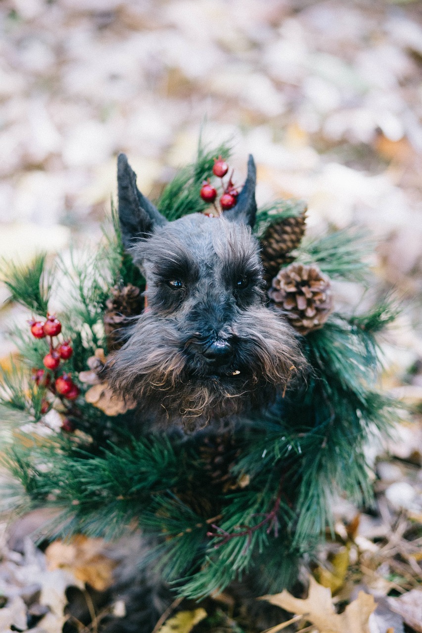 400+ Free Christmas Dog & Christmas Images - Pixabay