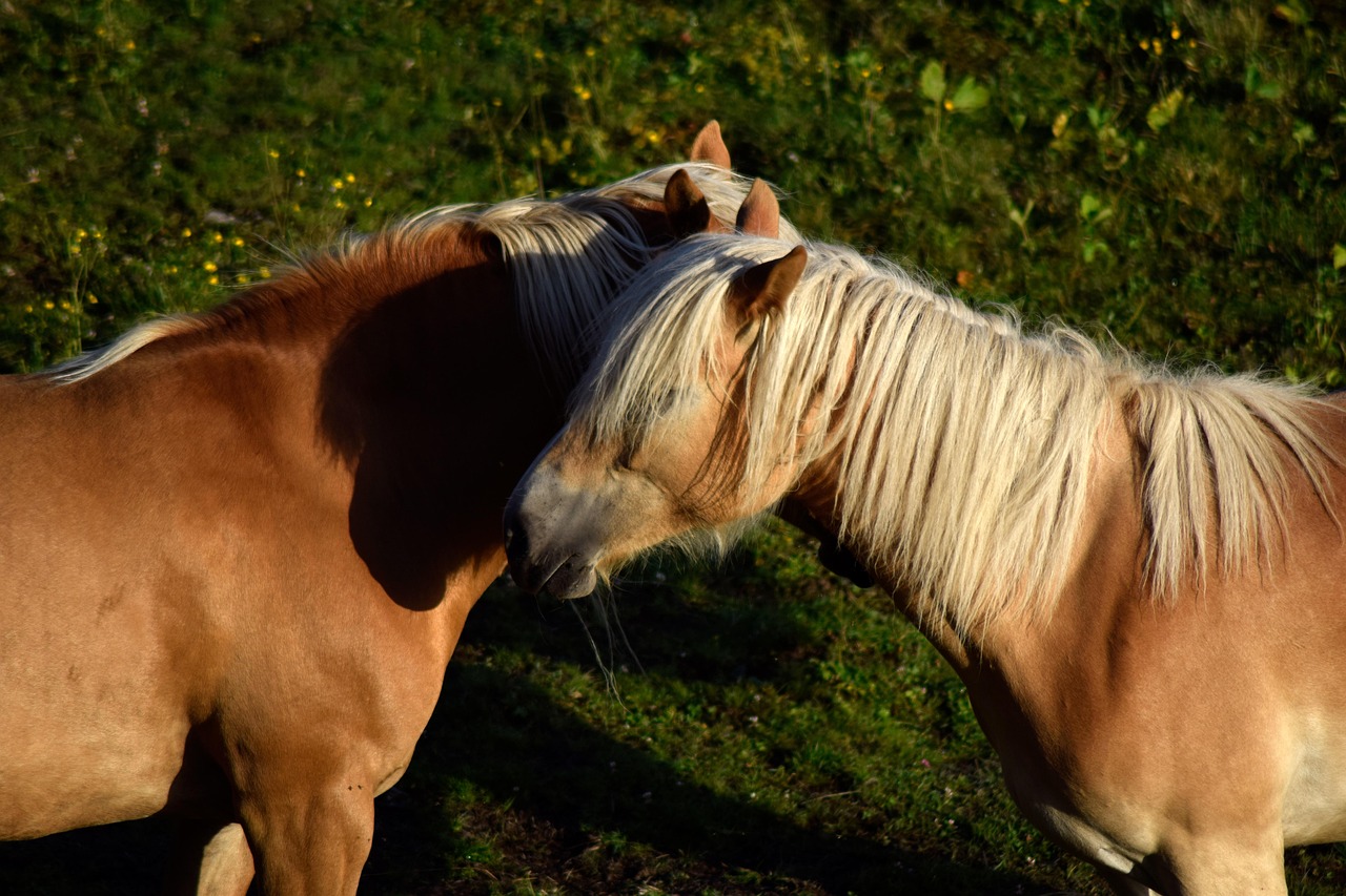Haflinger Caballo Animal - Foto gratis en Pixabay - Pixabay