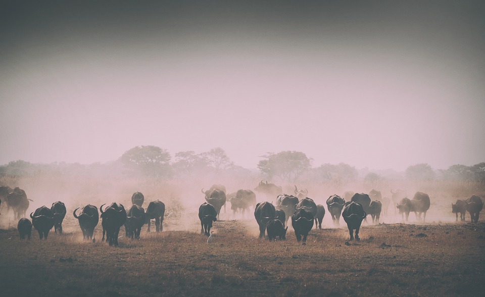 Herde Gras Tier - Kostenloses Foto auf Pixabay - Pixabay