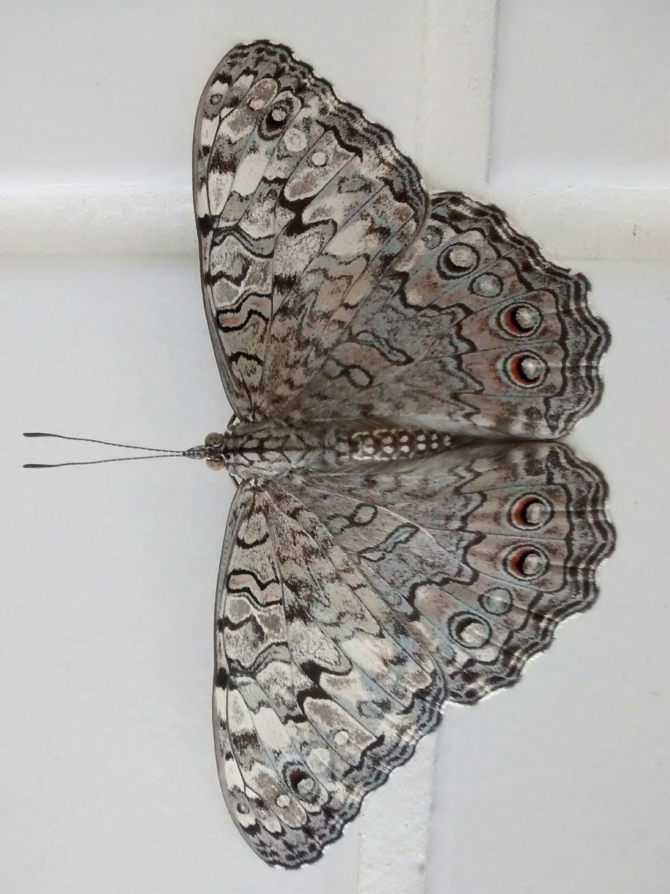 Papillon La Nature Ailes - Photo gratuite sur Pixabay - Pixabay