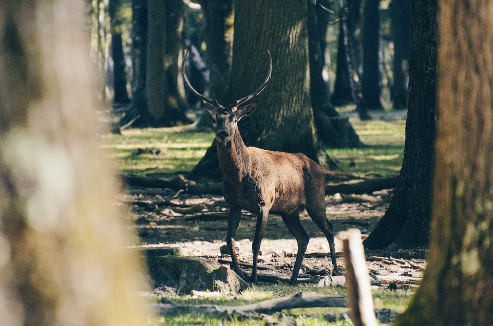 Deer Animal Wildlife - Free photo on Pixabay - Pixabay