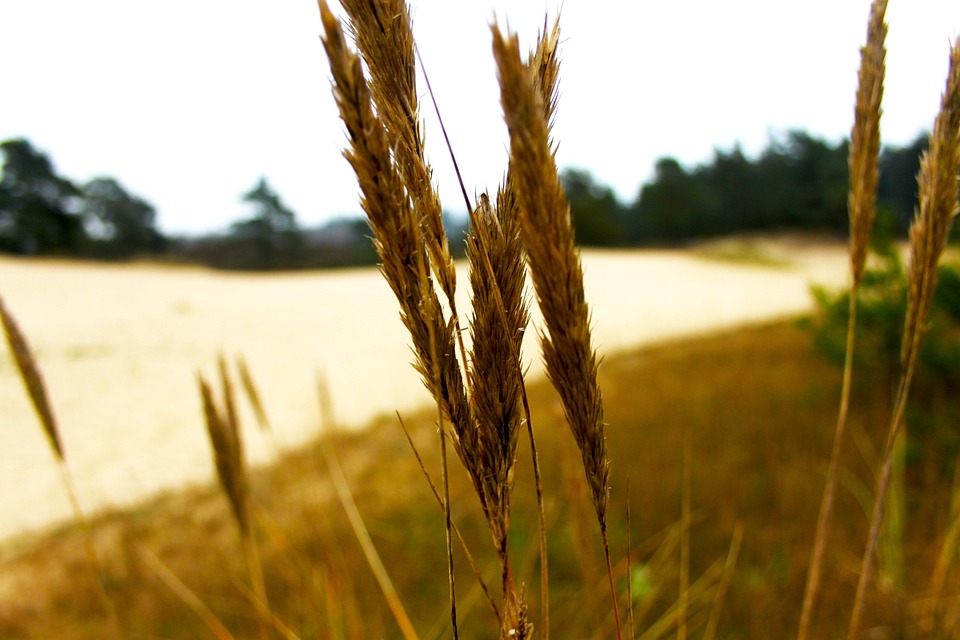 Gras Draussen Natur - Kostenloses Foto auf Pixabay - Pixabay