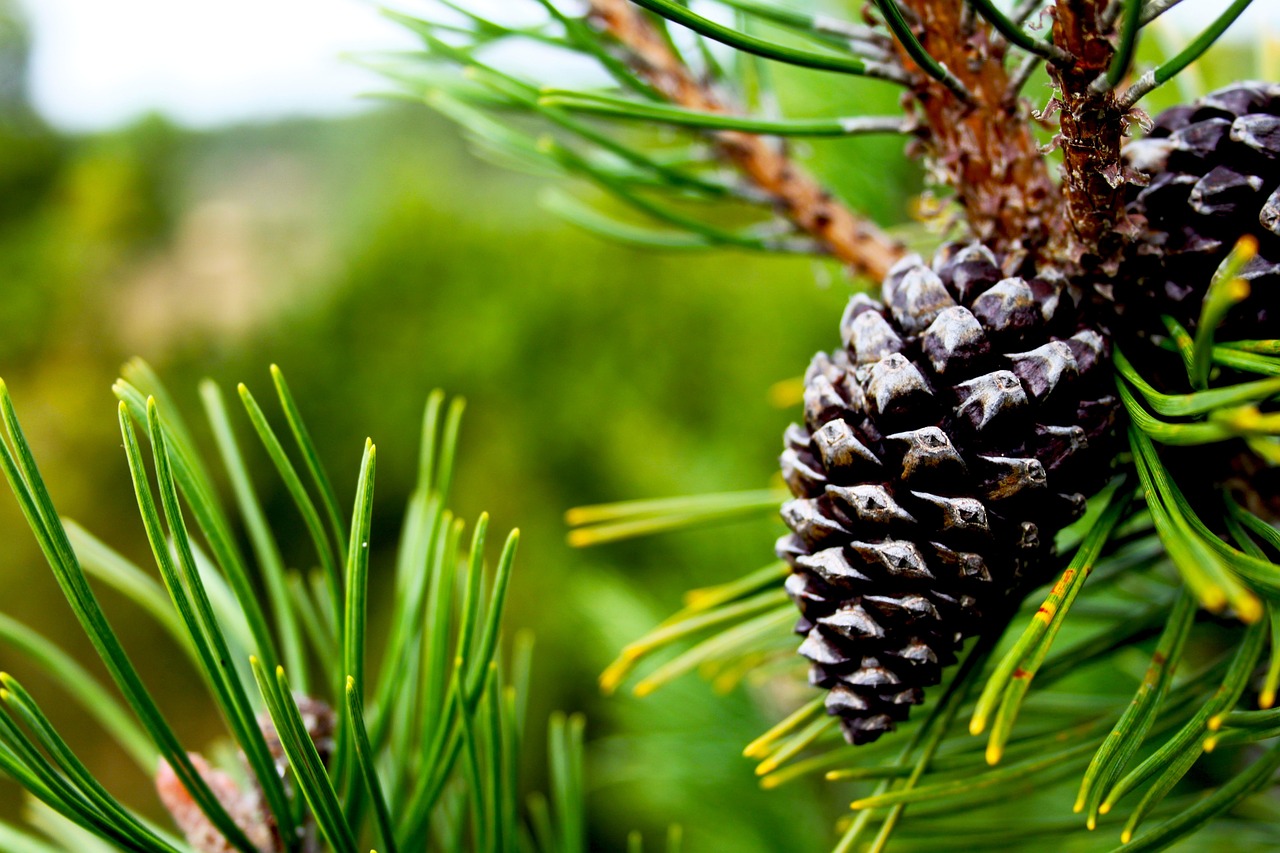 Pine Cone Green - Free photo on Pixabay - Pixabay