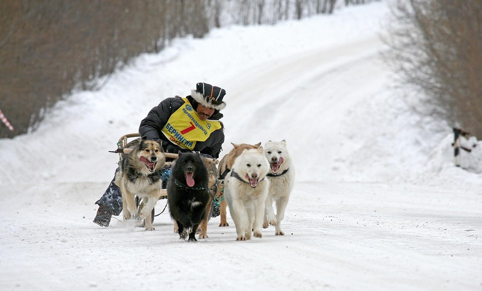 Dog Laika Husky - Free photo on Pixabay - Pixabay