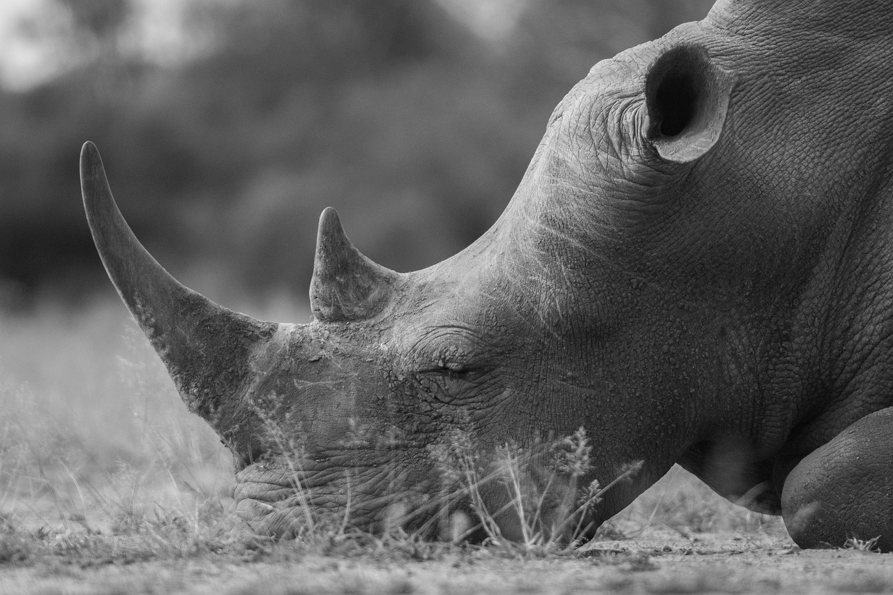 Rhino Horn Animal - Free photo on Pixabay