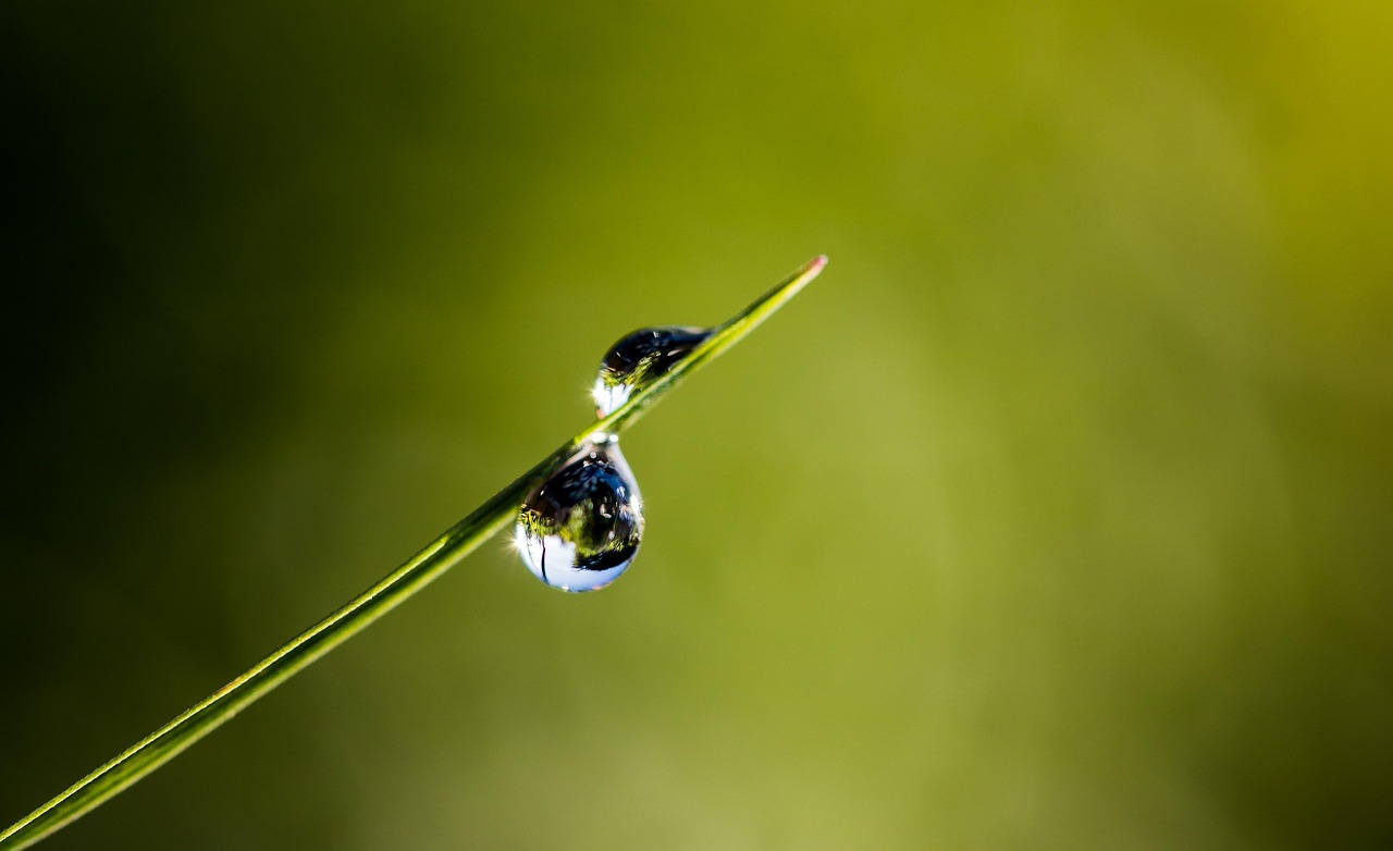 Drops Dewdrop Blade Of Grass - Free photo on Pixabay - Pixabay
