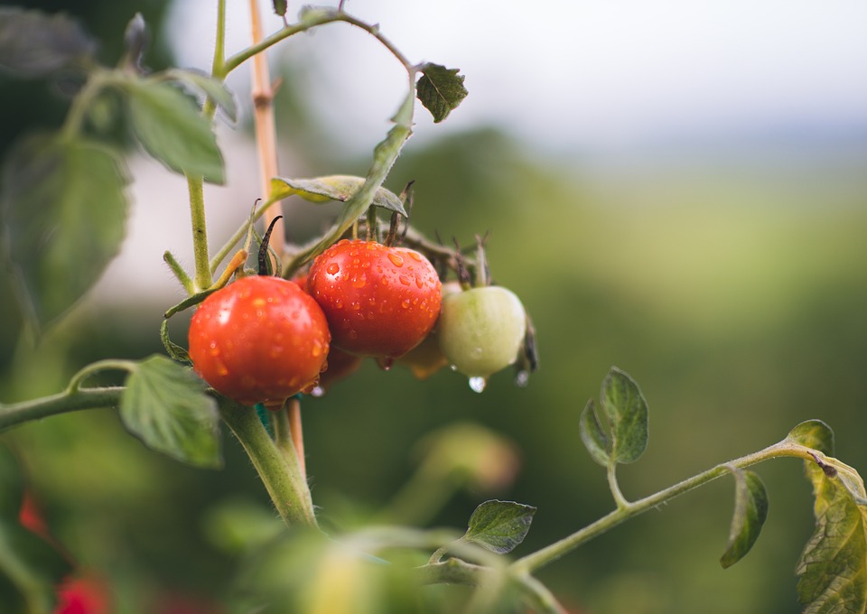 Tomate Rot Vegetation - Kostenloses Foto auf Pixabay
