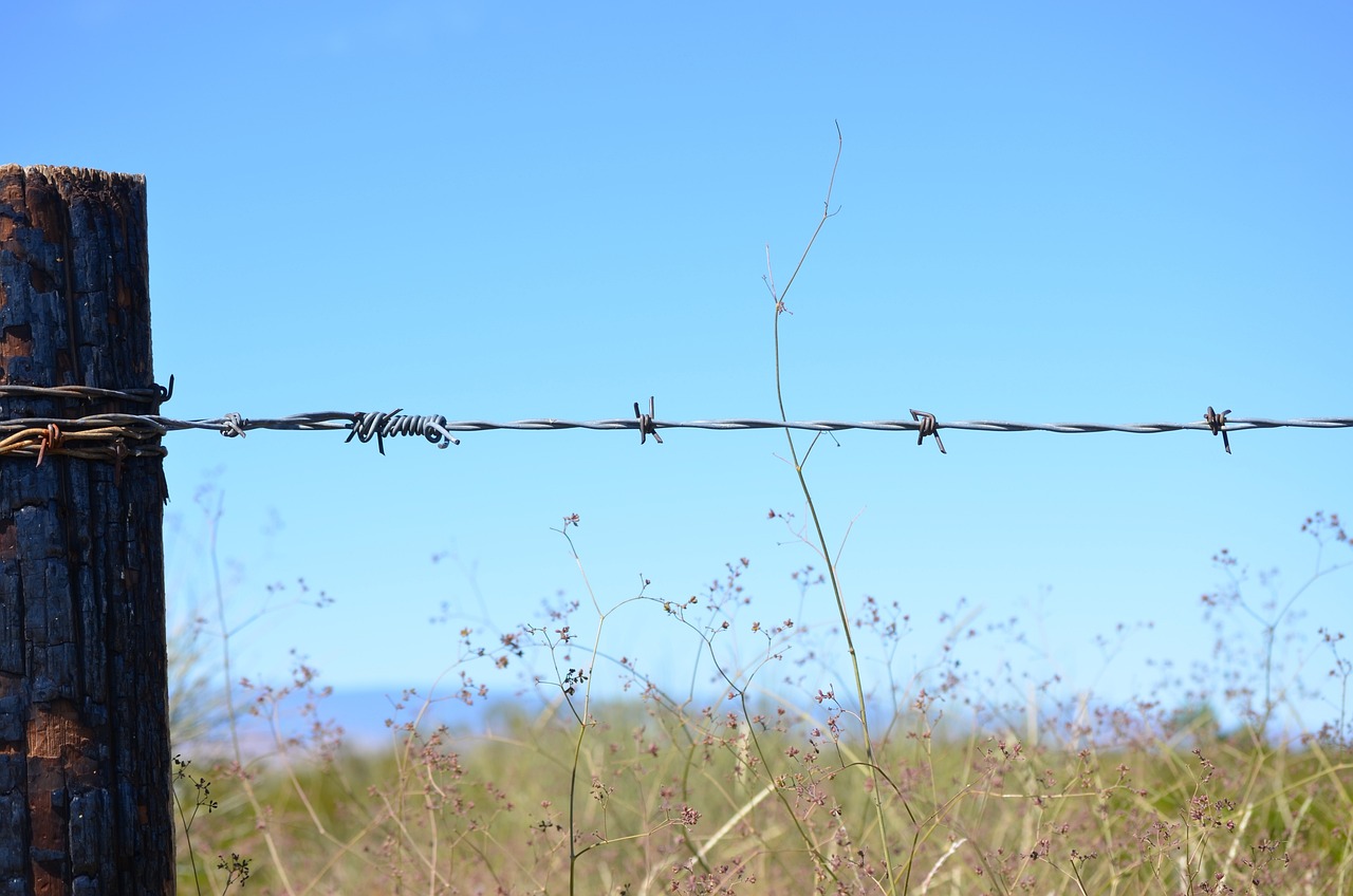 Green Grass Barbed - Free photo on Pixabay - Pixabay