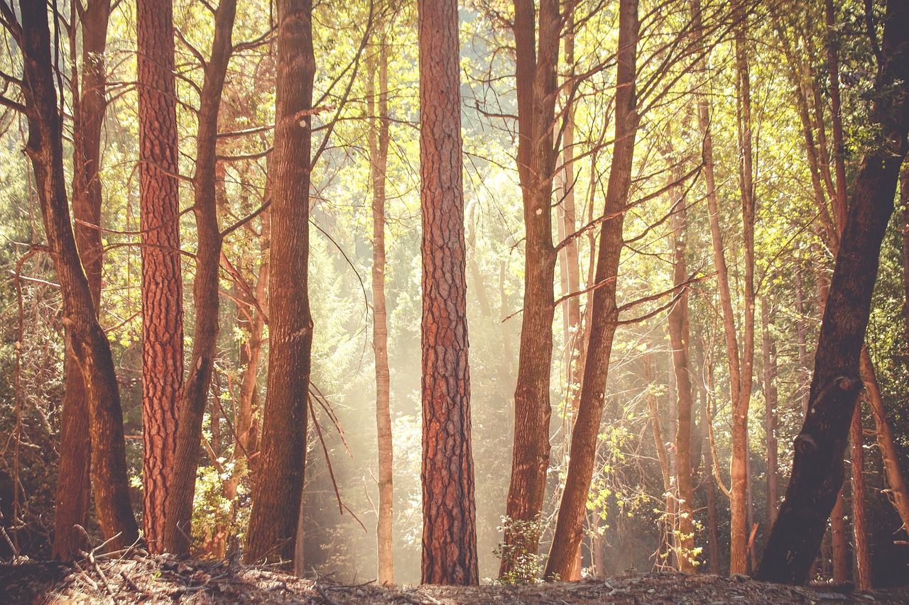 Des Arbres Montagne Forêt Lumière - Photo gratuite sur Pixabay - Pixabay