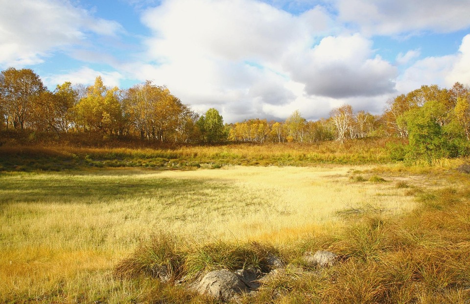 Pantano La Tundra Hierba - Foto gratis en Pixabay - Pixabay