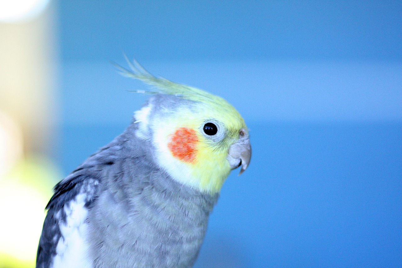 Bird Birdie Nature - Free photo on Pixabay
