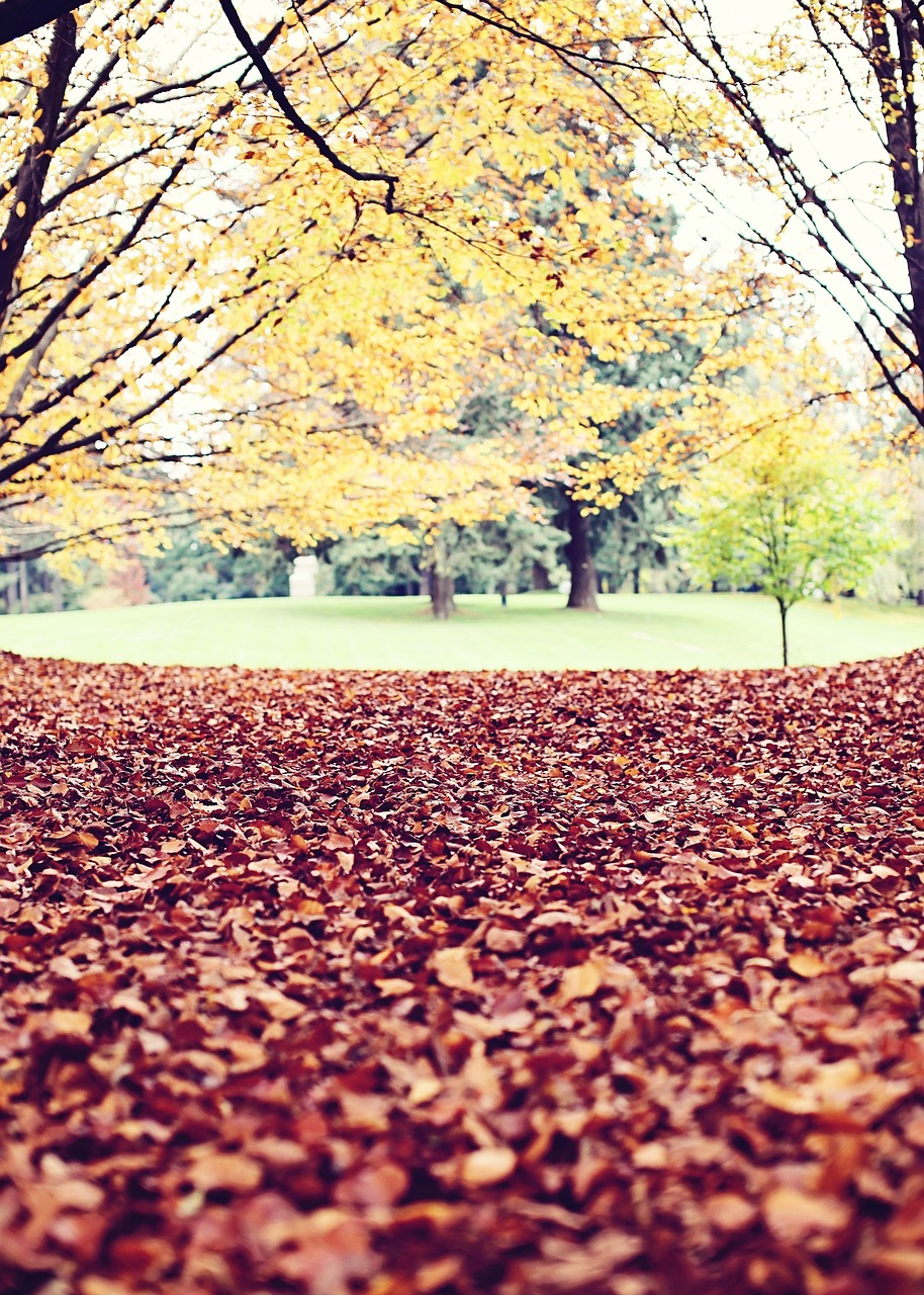 Musim Gugur Jatuh Daun-Daun - Foto gratis di Pixabay - Pixabay