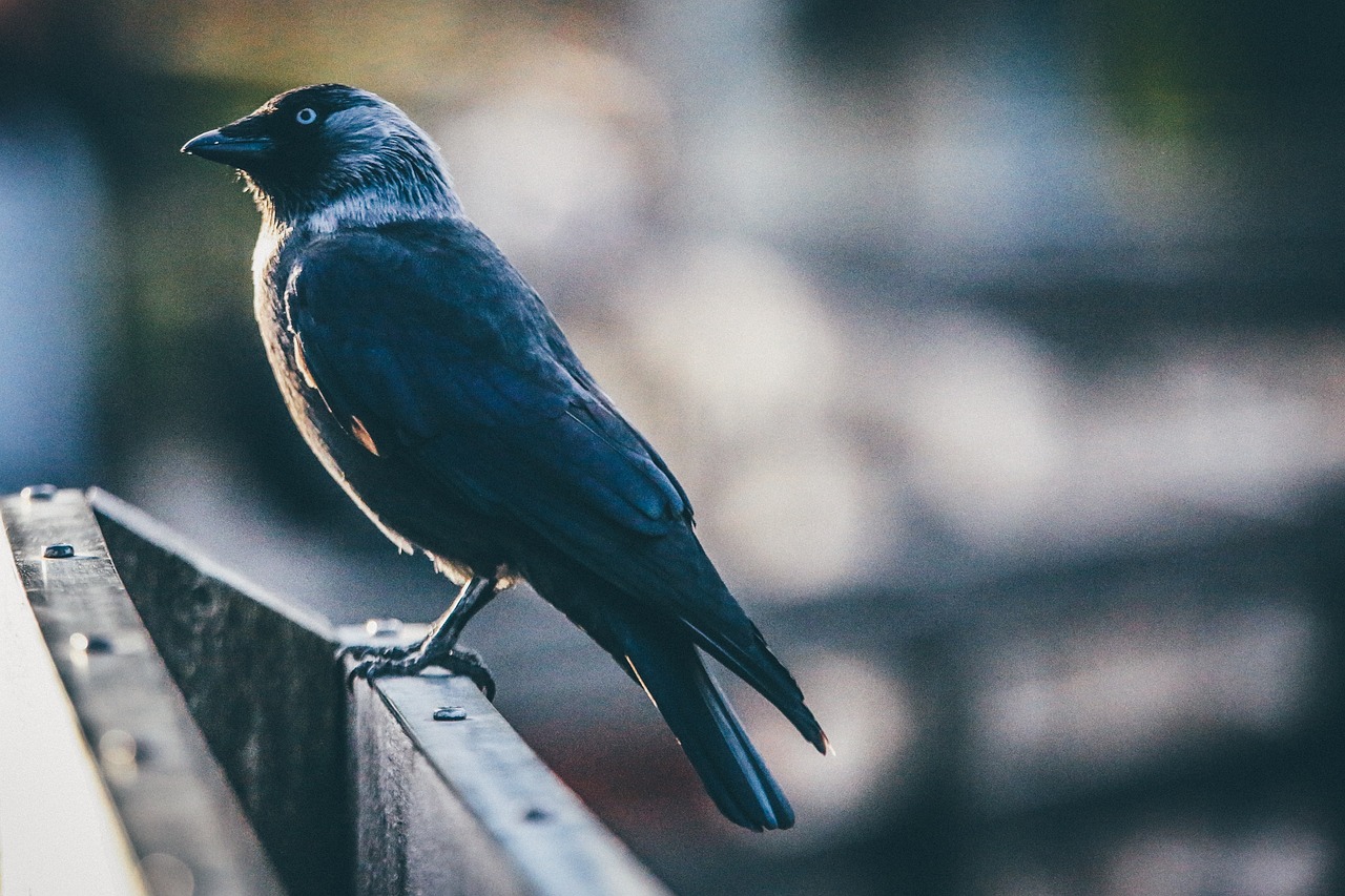 Pájaro Volar Animal - Foto gratis en Pixabay - Pixabay