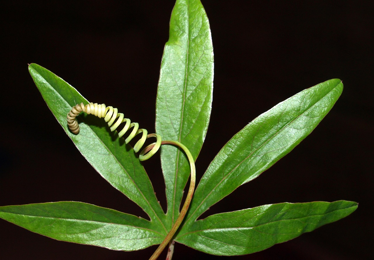 100,000+ Free Leaves & Nature Photos - Pixabay