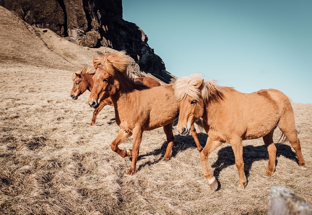 Naturaleza Animales Caballos - Foto gratis en Pixabay - Pixabay