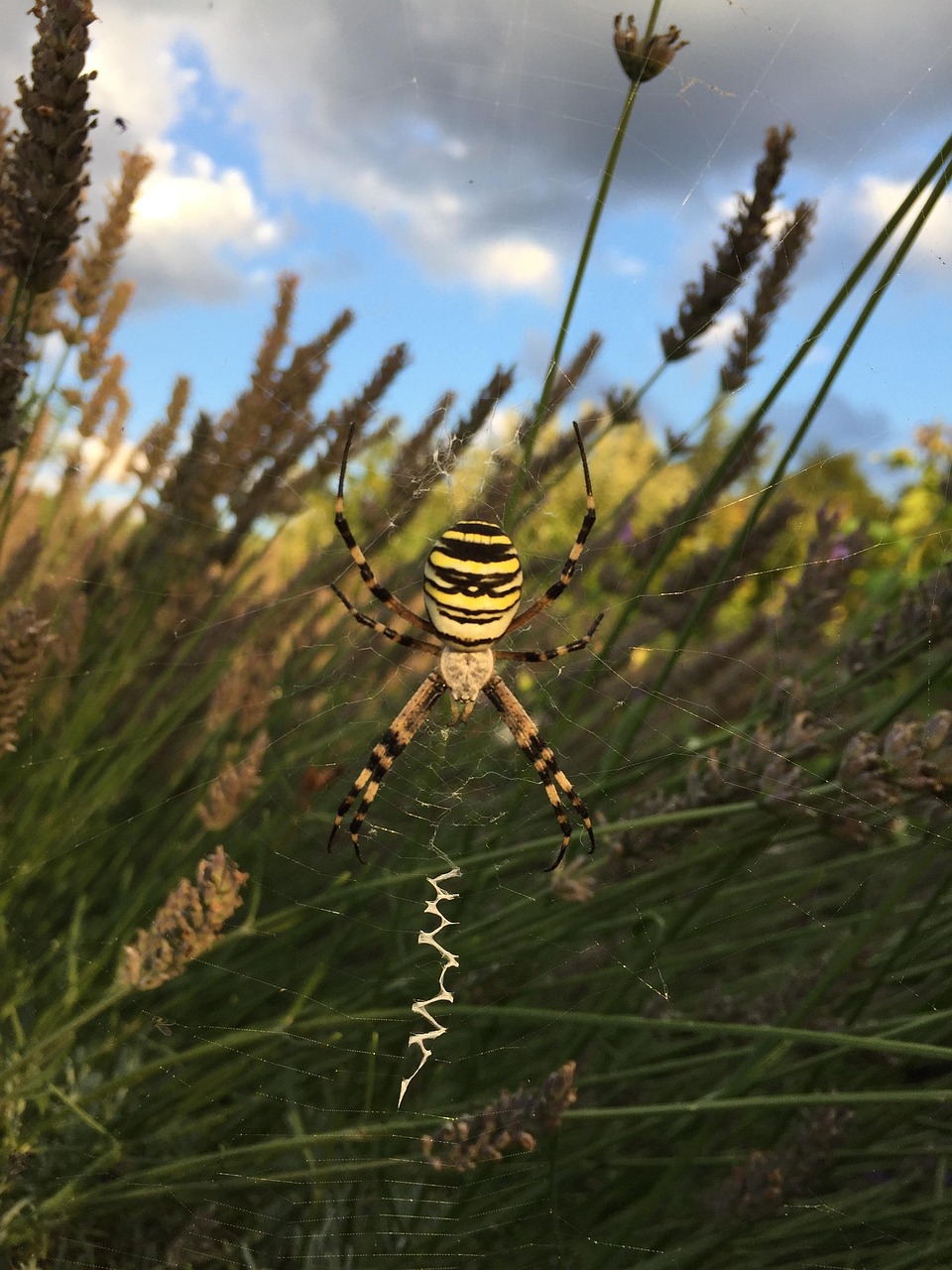 Wasp Spider Garden Free Photo On Pixabay