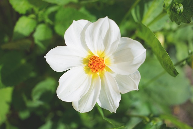 Fleurs Nature Blanche - Photo gratuite sur Pixabay - Pixabay