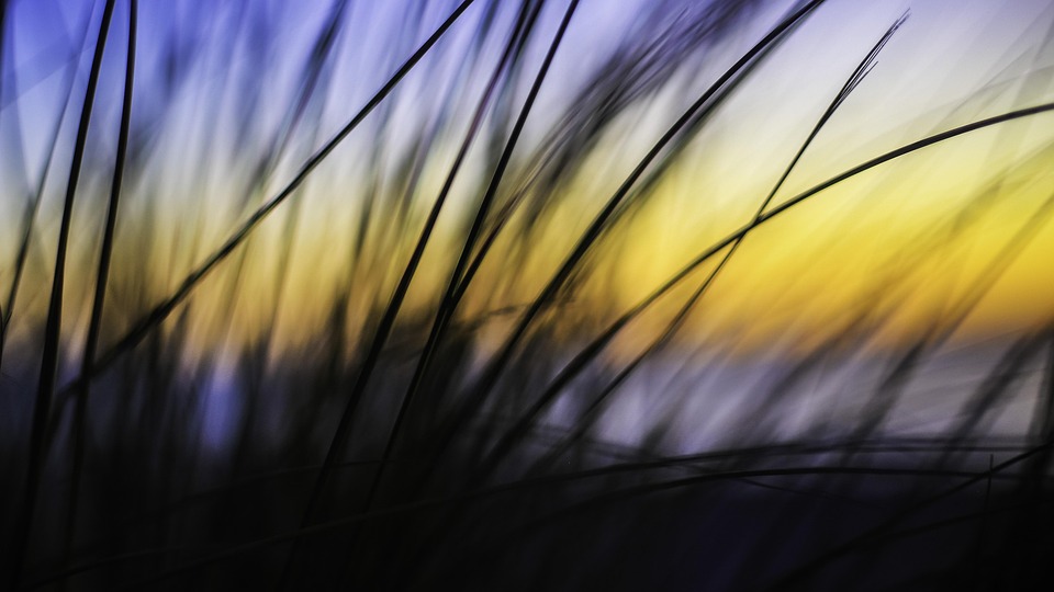 Nature Grass Sway - Free photo on Pixabay - Pixabay