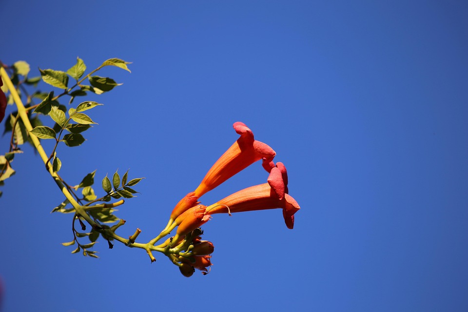 Trompeta De Ángel Brugmansia - Foto gratis en Pixabay
